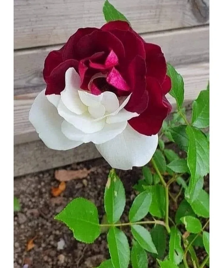 Rare Twin Roses - Seeds