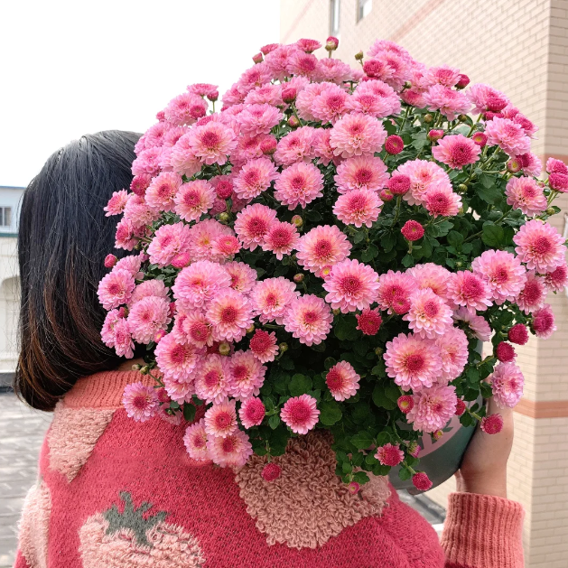 Colorful Candy Daisy Seeds