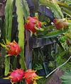 50 Pitaya Seeds Dragon fruit Planting Tree Seed