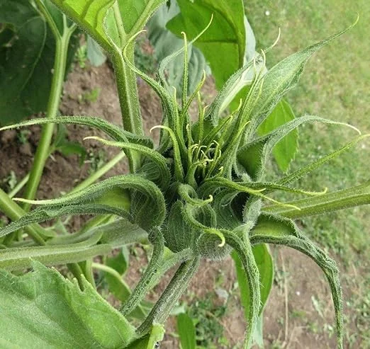 Sunflower Seeds for Planting Rare Multi Color Garden Seeds Sunflowers