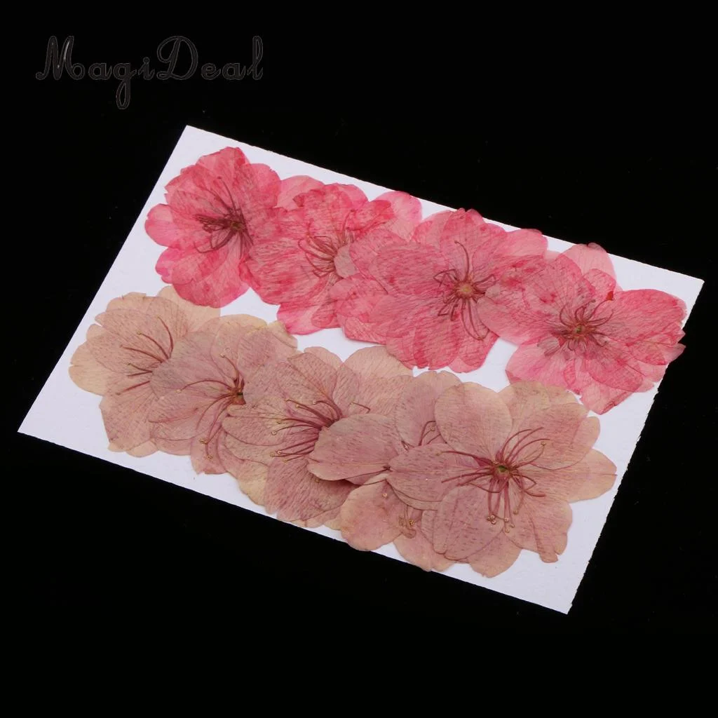 MagiDeal 10pcs Mixed Color Pressed Dried Sakura Flowers Cherry Blossom ...