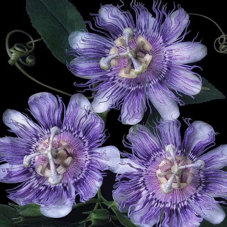 Egrow 50Pcs/Pack Passion Flower Seeds Garden Rare Passiflora Incarnata ...
