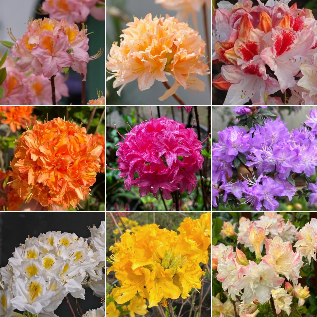 Deciduous Azaleas-Top 10 Style💐Garden's New Favorite