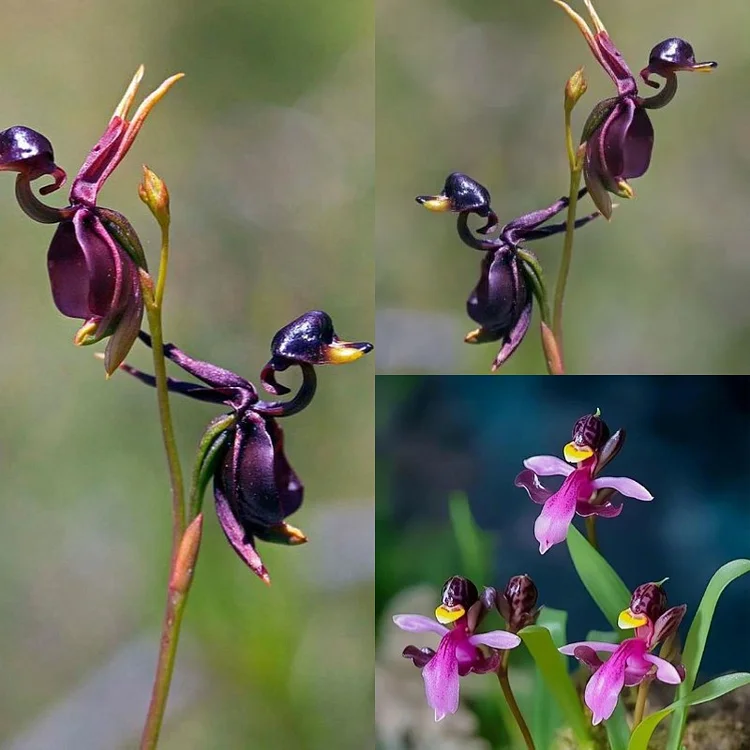 Flying Duck Orchid Seeds – Grow Your Own Rare and Unique Purple Duck ...