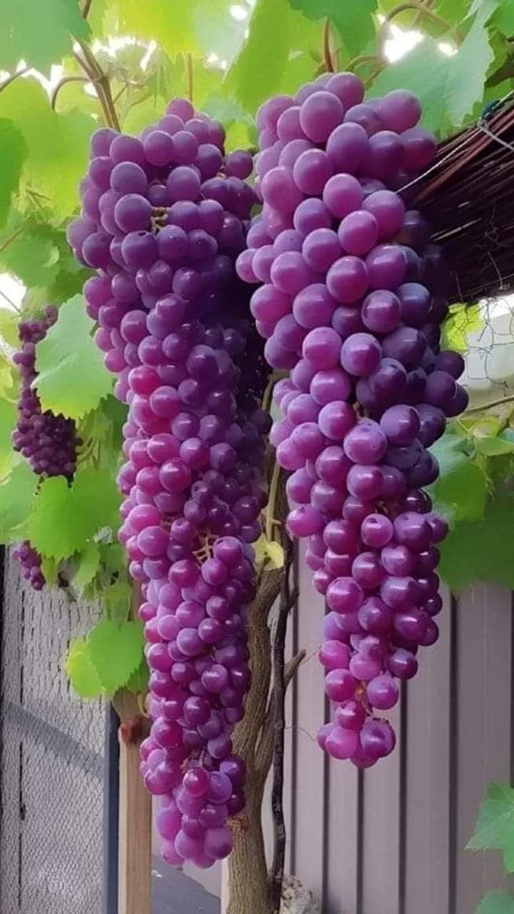Giant Grape Tree Seeds: Thin-Skinned, Large, and Seedless 🍇🌿