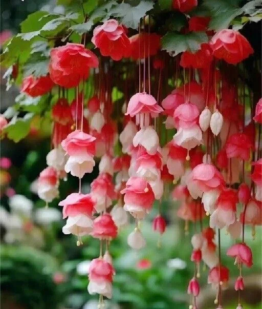 Weep Begonia Flowers Hanging Plant Lots of Blooms