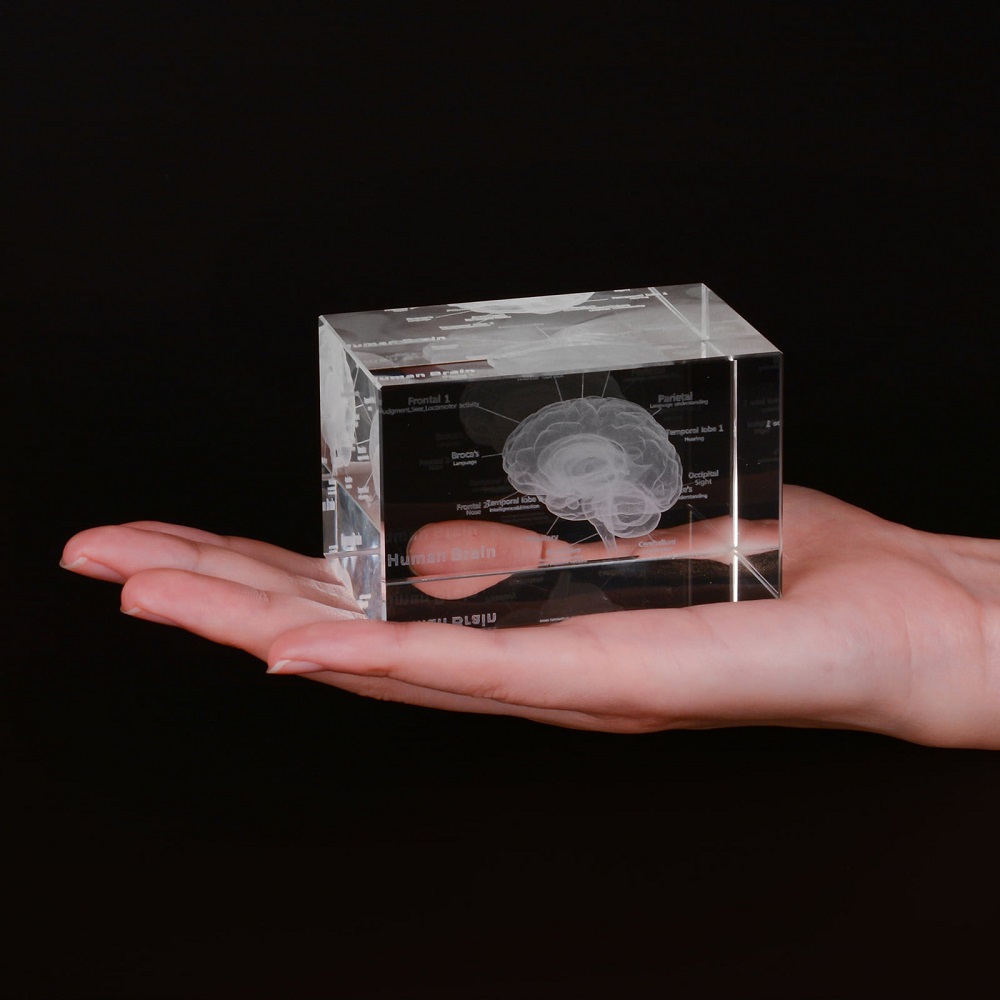 3D Laser Etched Brain Glass Cube Anatomy Diagram, Medical Crystal Inner ...
