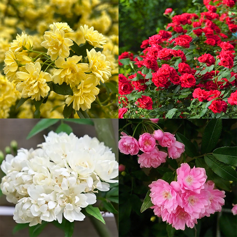 Lady Banks’ Rose Collection Seeds
