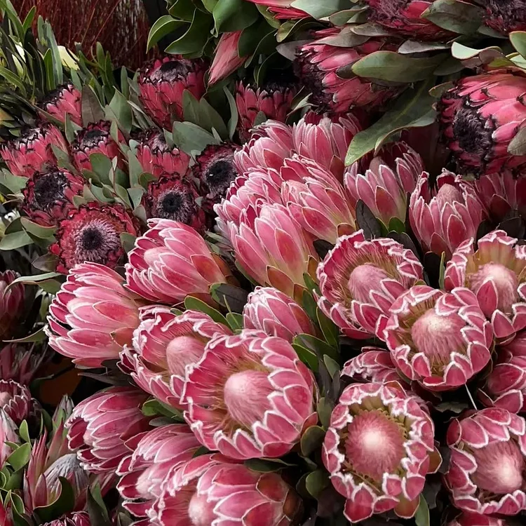King Protea-Princess Seeds