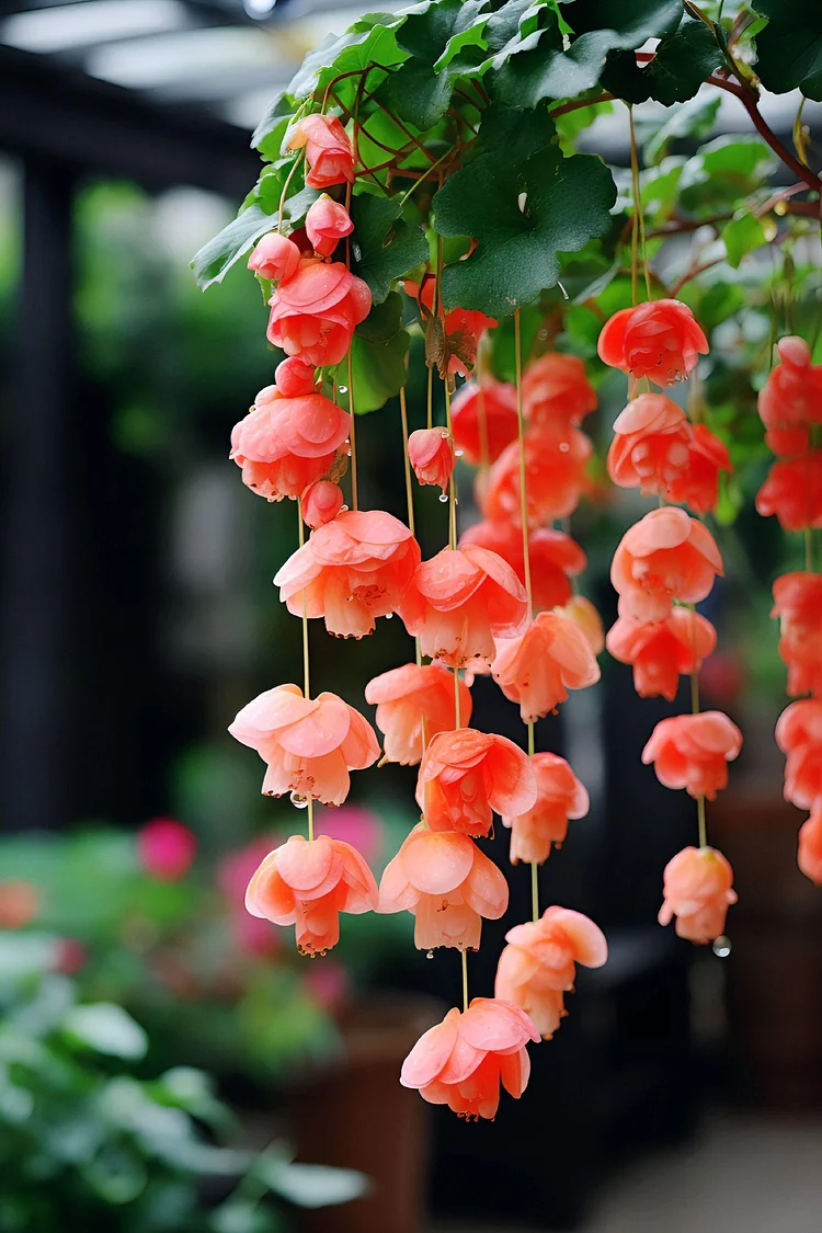 Weeping Begonia – A Cascading Floral Beauty 🌸
