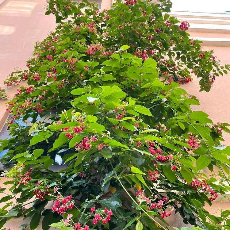 Double Rangoon Creeper Seeds