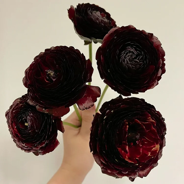 Rare Black Ranunculus Japonicus