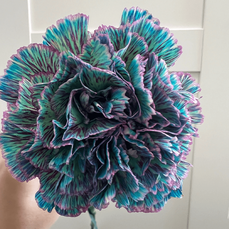 Rare Magic Turquoise Carnation Seeds