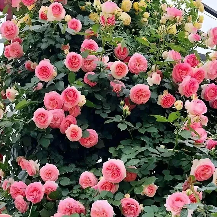 Beautiful Climbing Rose Seeds, 100pcs/pack