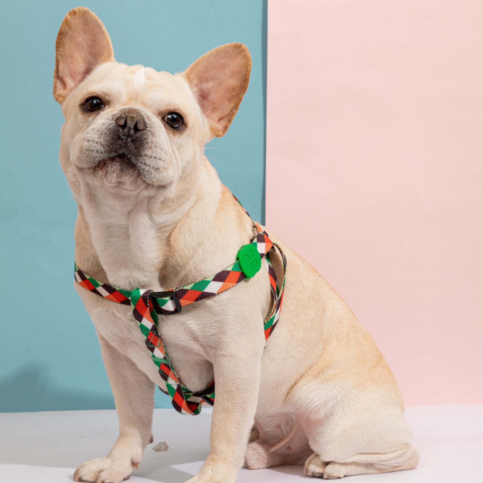 Colourful Series - 'Y' Dog Harness Bundle
