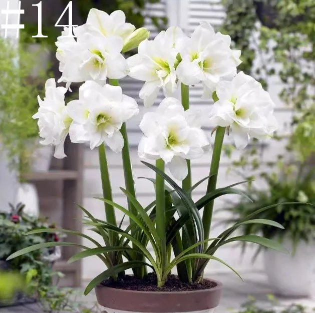 Rare Amaryllis Bulbs
