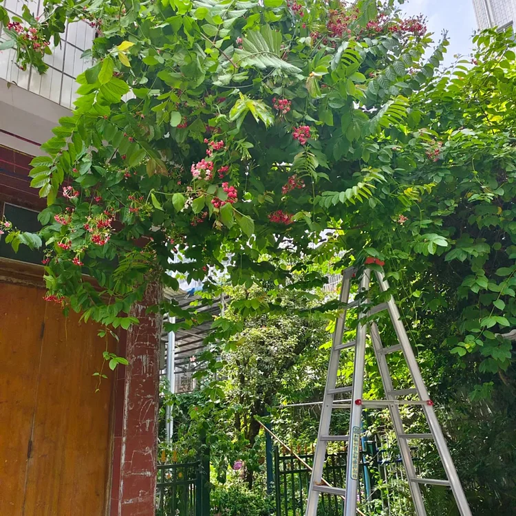 Double Rangoon Creeper Seeds