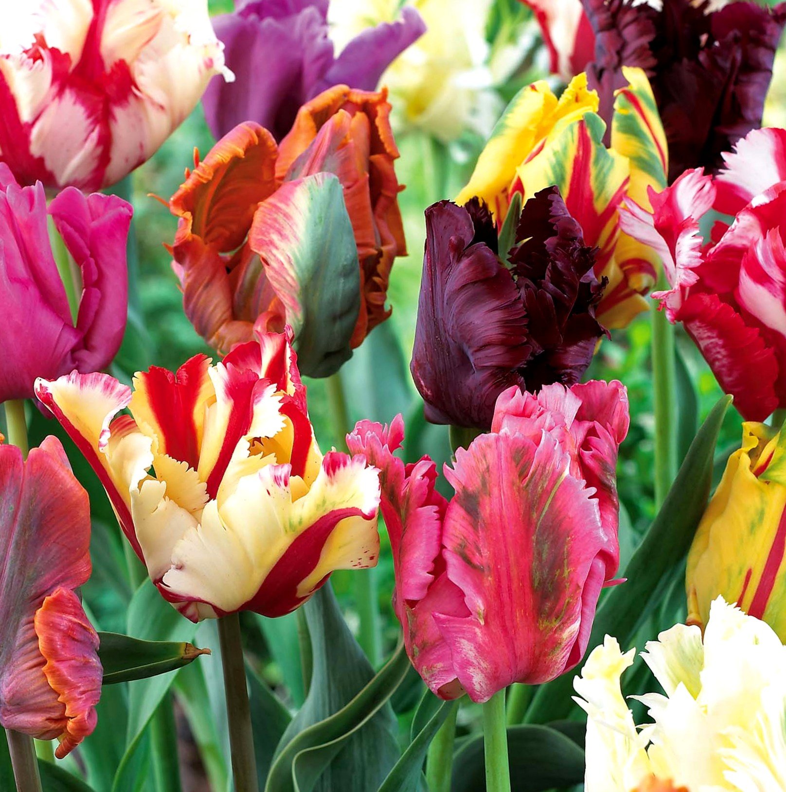 Double Tulips Bulbs