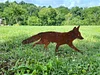 Sneaky Rustic Metal Fox Garden Decoration with Stakes