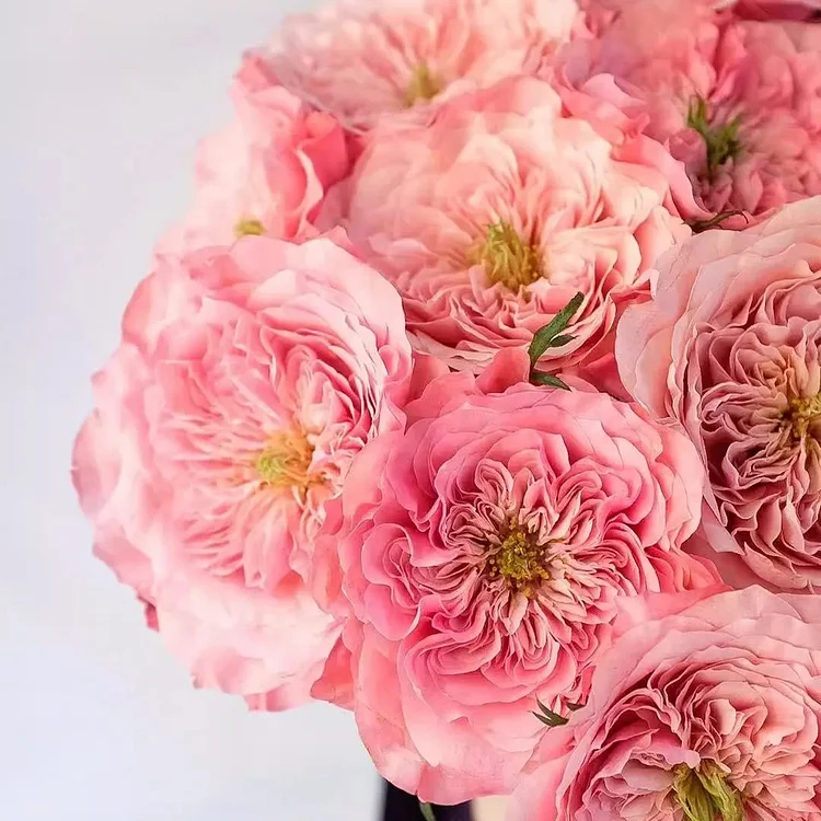 Mikoto Rose Seeds
