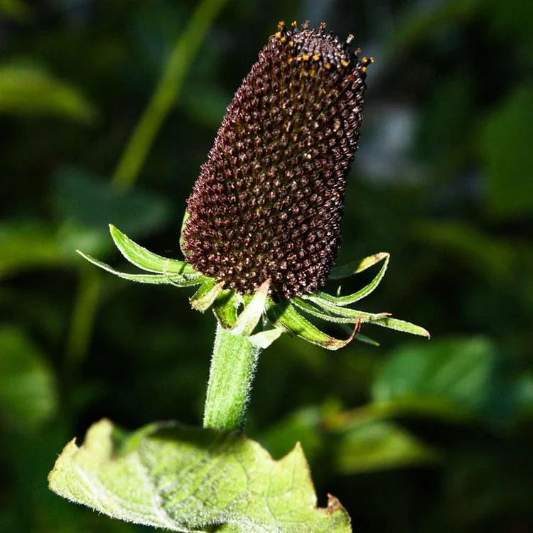 Green Wizard Coneflower
