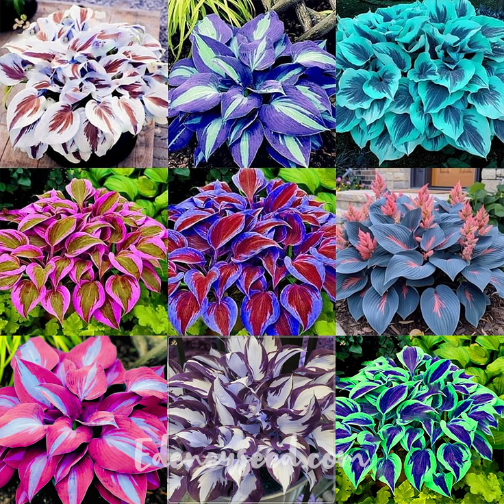 Rare Multi-colored Hostas Seeds