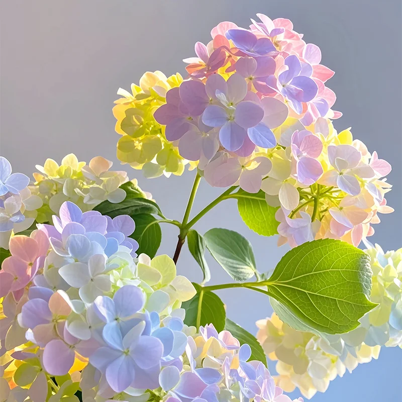 Cotton Candy Hydrangea