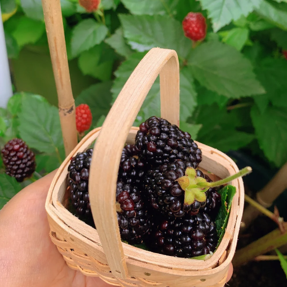 Black Raspberry Organic Natural Seeds