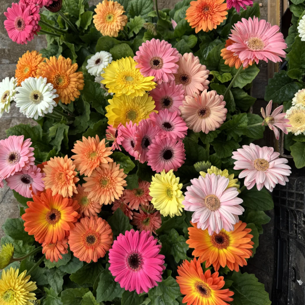 Mixed Color Gerbera Seeds