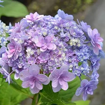 Ayesha Hydrangea macrophylla