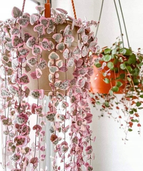 Variegated String of Hearts Starter Plants pink plant