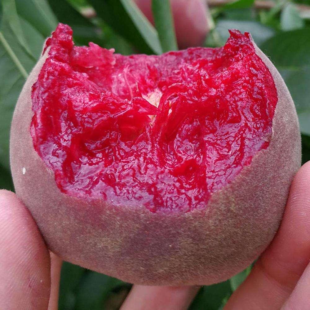 Red Blood Peach Seeds