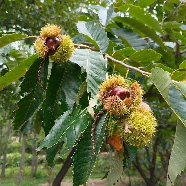 🌰 Dwarf Chestnut Seeds – Sweet and Fragrant Nuts