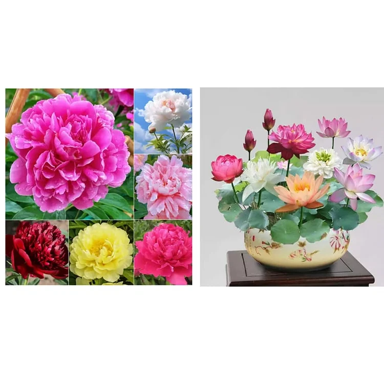 🔥LAST DAY 45% OFF🌺THE QUEEN OF FLOWERS—DOUBLE PETALED PIANI