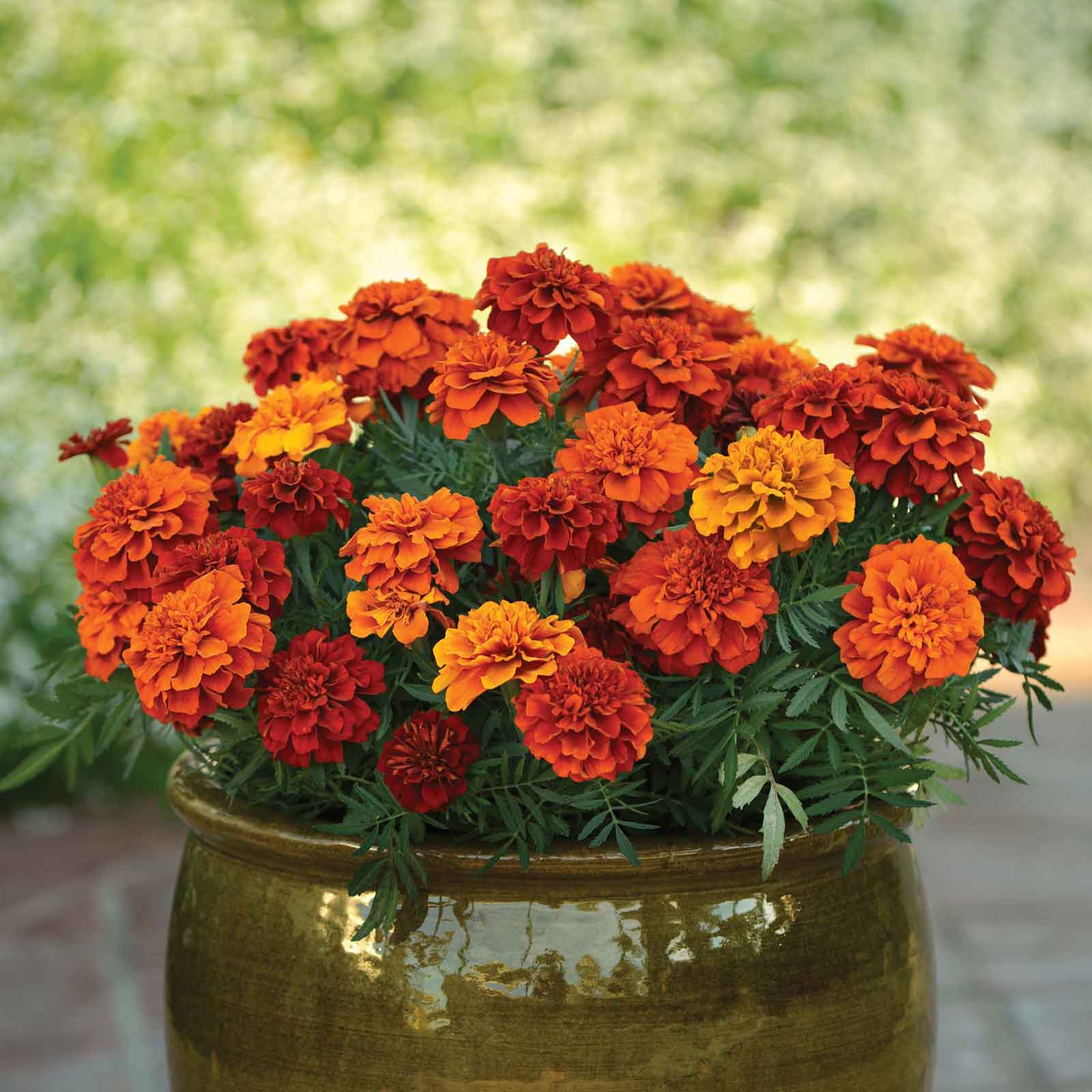 Marigold Seeds - Brighten Your Garden with Vibrant Blooms