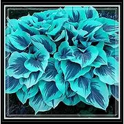 Rare Multi-colored Hostas Seeds