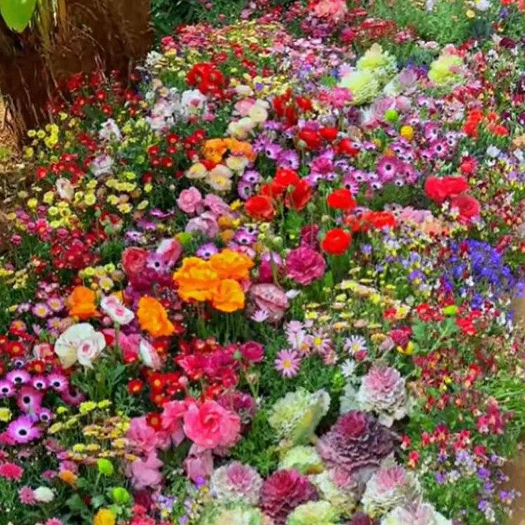 Mixed Perennial Flowers Seeds-Over 60 kinds mixed