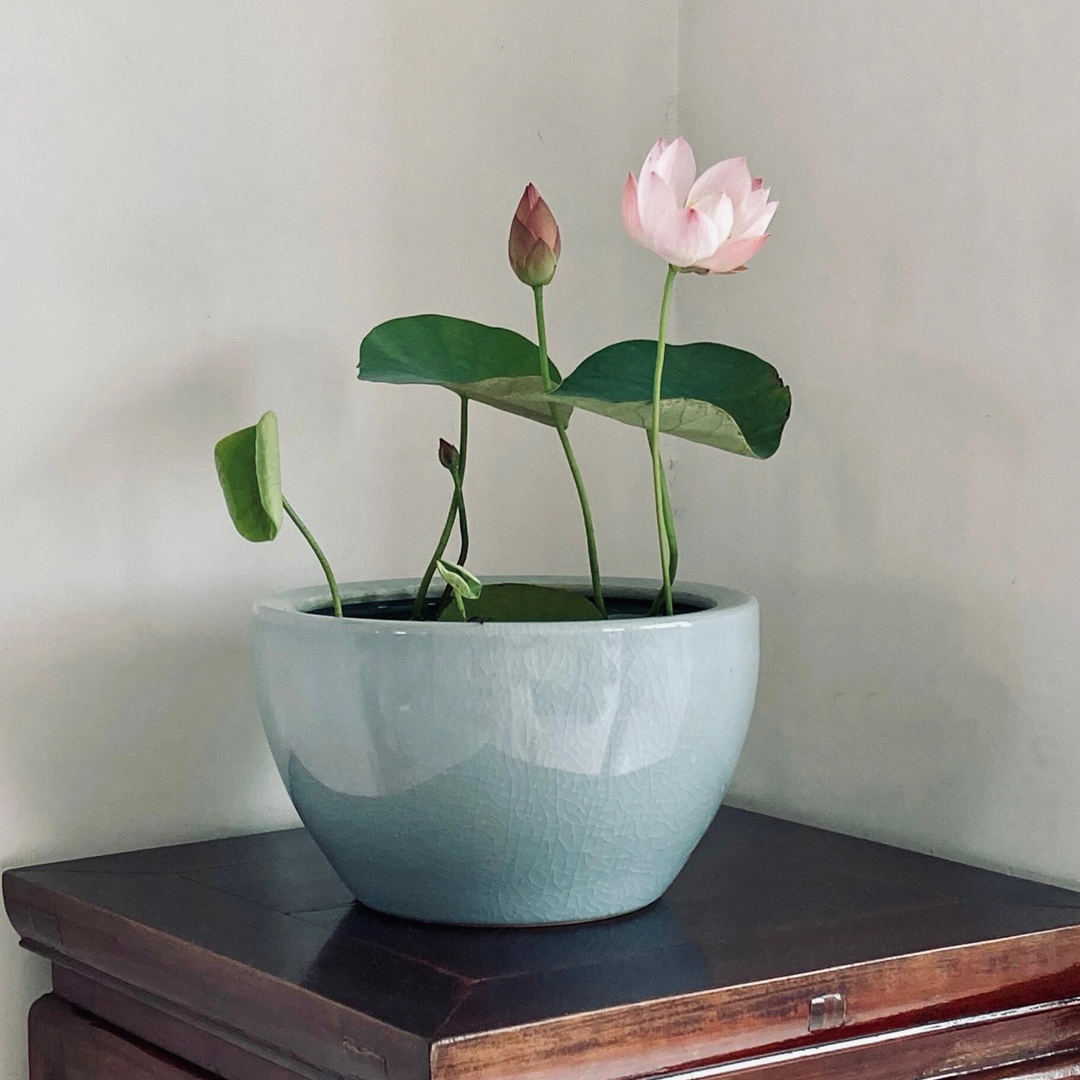 Bowl Lotus: Embracing Zen through Blossoms | Rosesu®