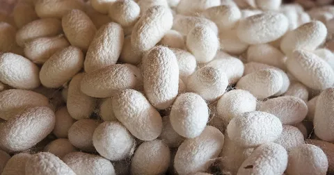 Real Silk Life | Essential Facts About Silk fabric