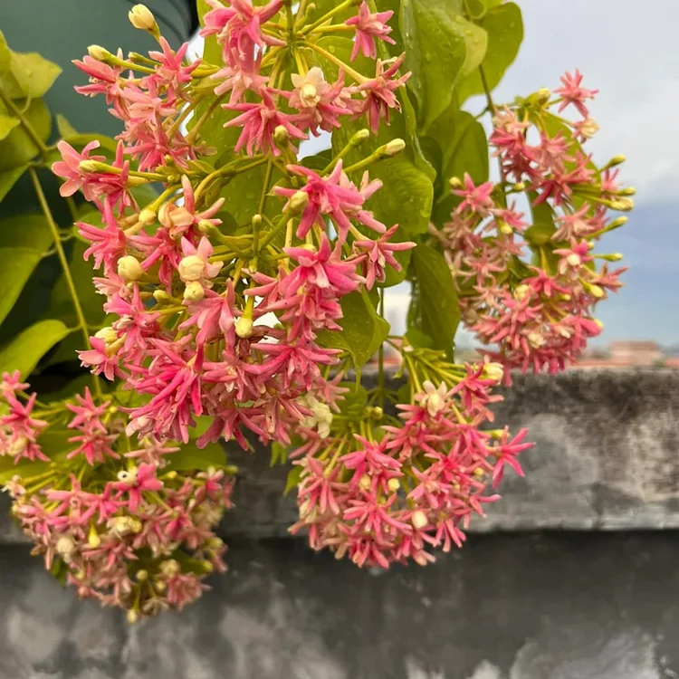 Double Rangoon Creeper Seeds