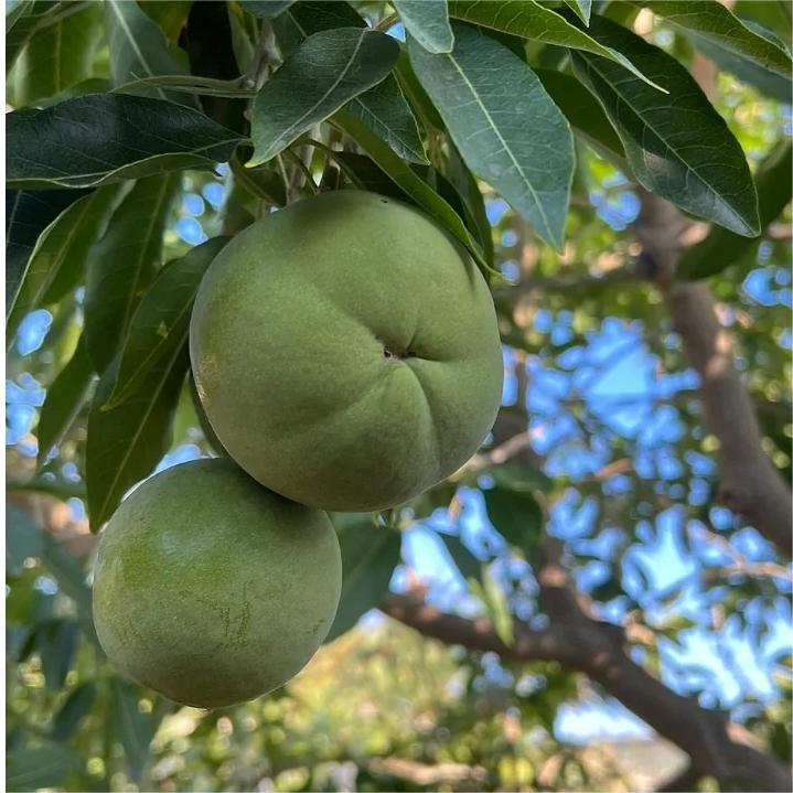 Hardy varieties of White Sapote Seeds
