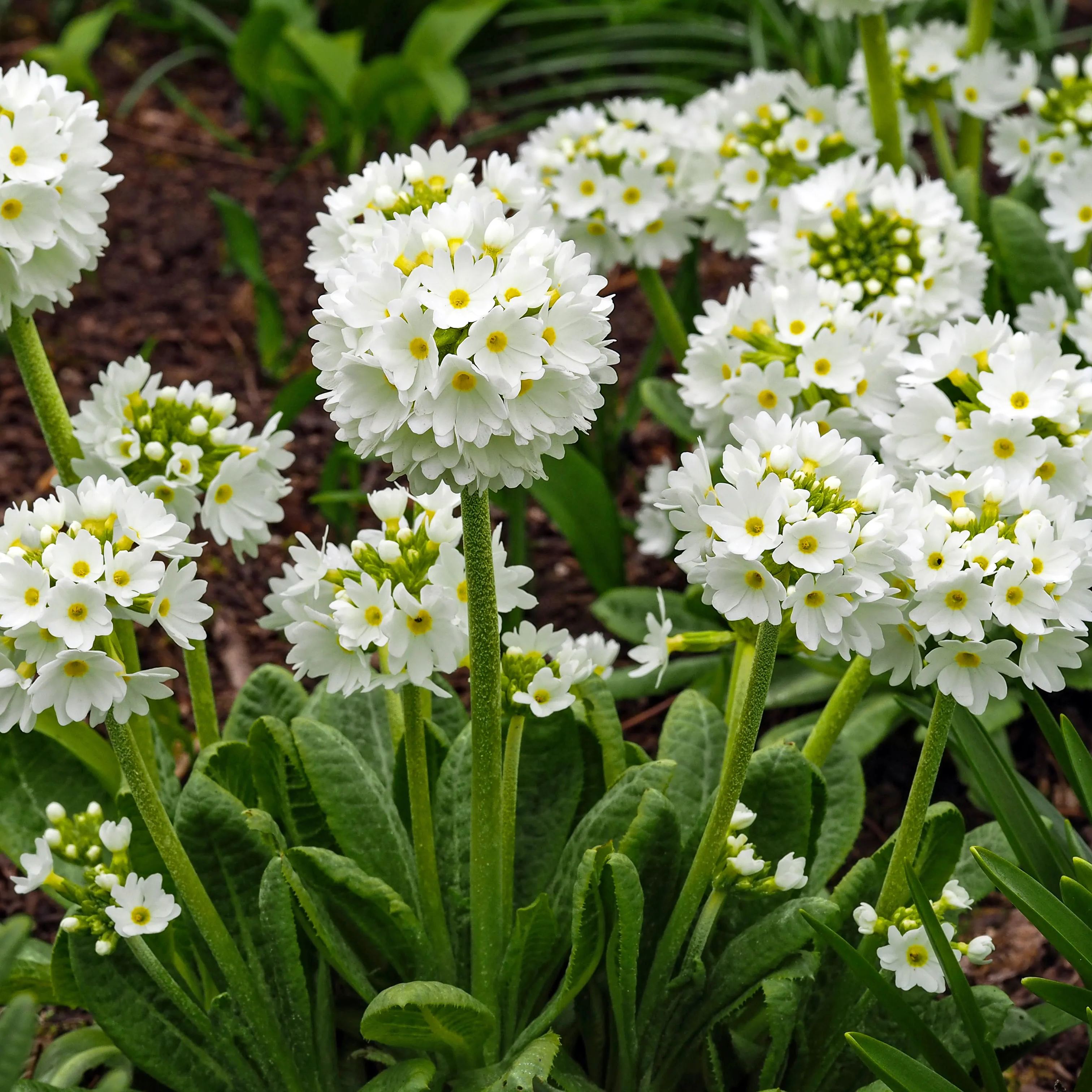 Primula Denticulata 'Alba' – Serrated Primrose