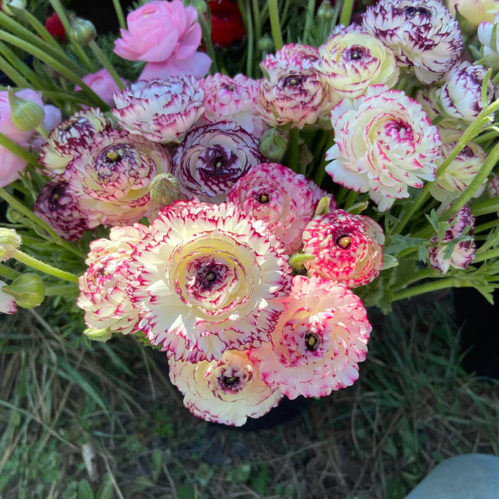 🌟🌟🌟2023 HOT SALE - Italian Ranunculus Elegance Bianco Striato