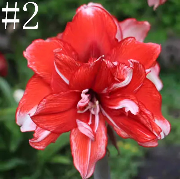 Rare Amaryllis Bulbs