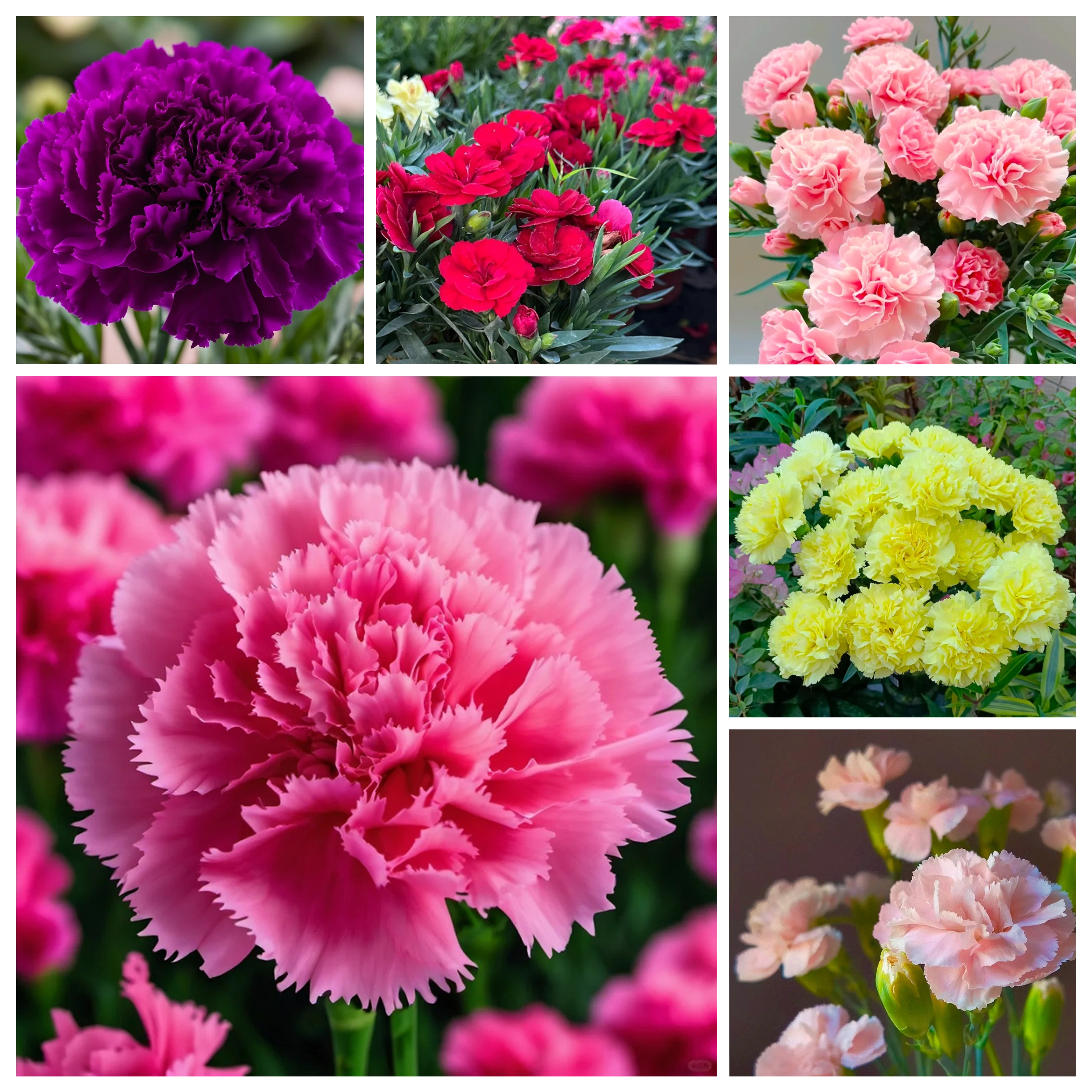 CARNATION SEEDS