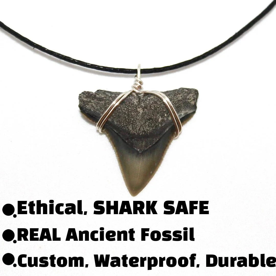 Classic Shark Tooth Necklace Real Fossil for Men Kids Women Boys Girls