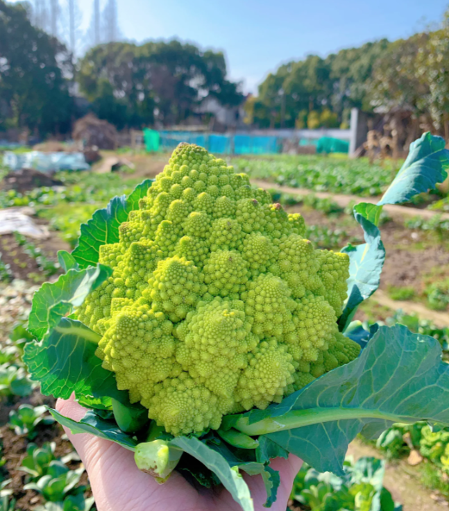 Pagoda Vegetable Seeds