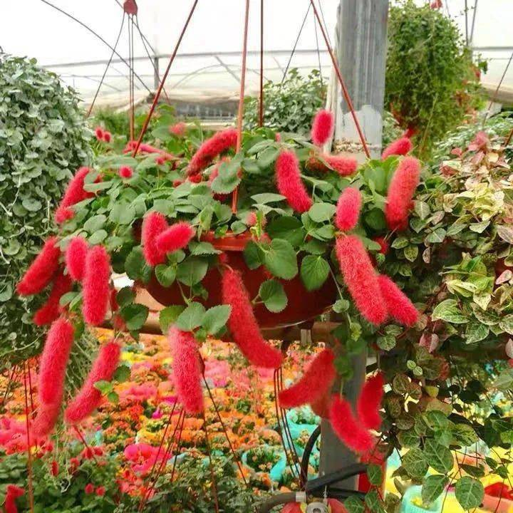 Acalypha hispida - Red Hot Cattail Seeds