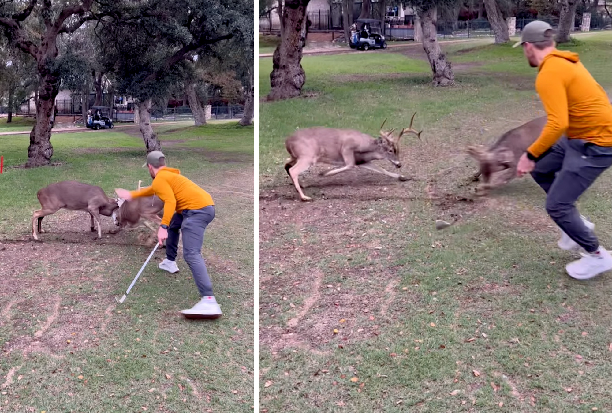 Watch: Golfer Spanks Fighting Buck on a Dare The slap and the buck's ...