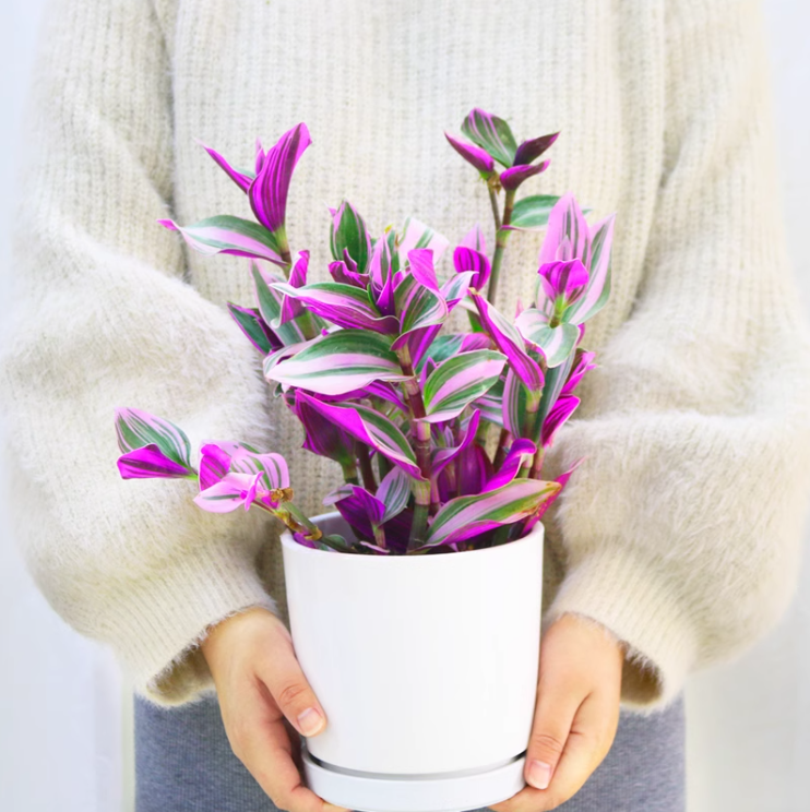 Oil painting wedding spider plant